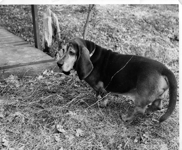 Late dog brings joy to 1960s McNicholas students – The McNicholas Milestone